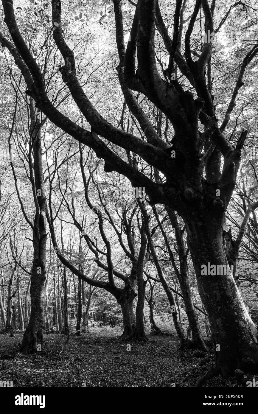 Tall , haunting trees shapes in a forest Stock Photo - Alamy