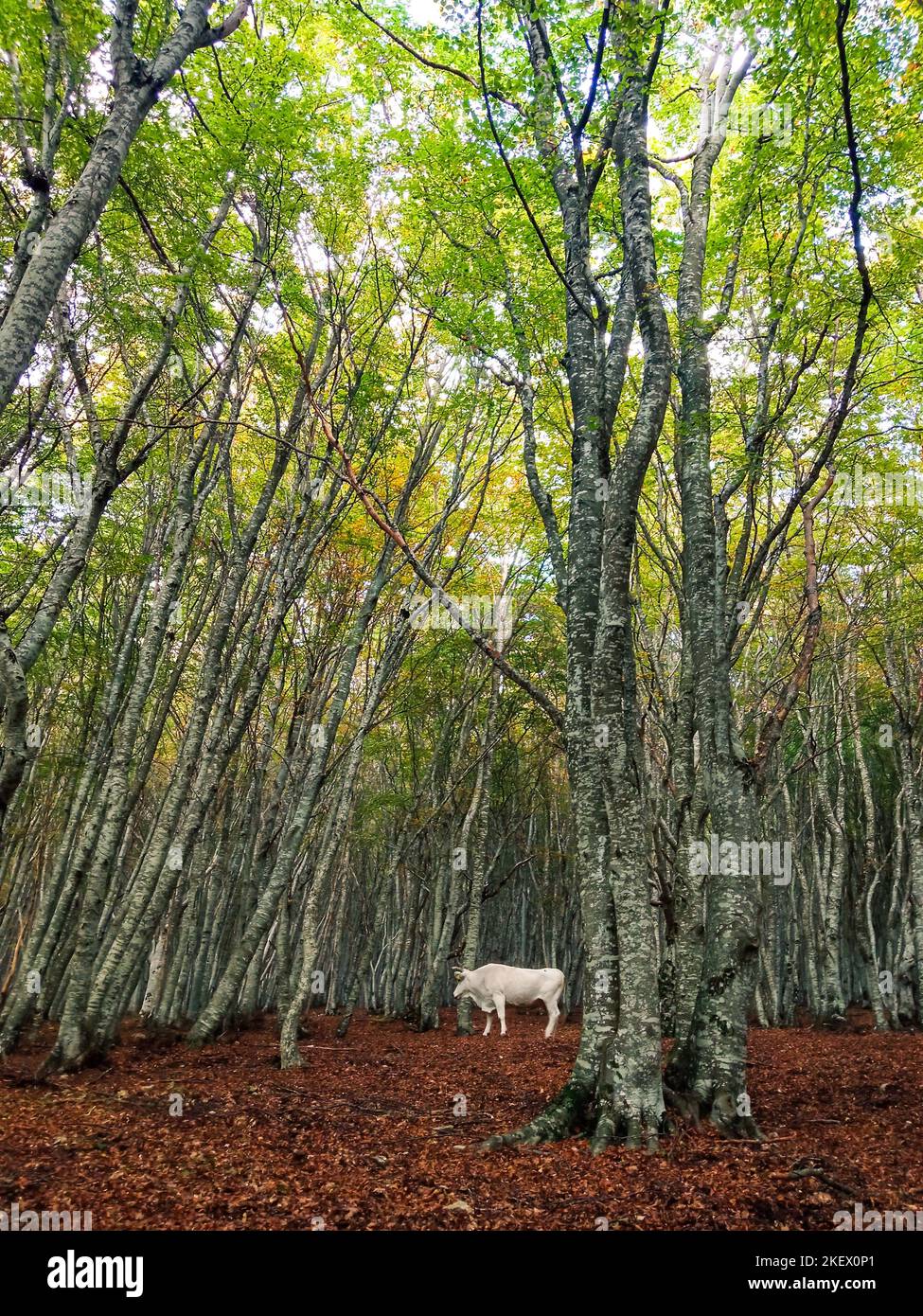 A white cow in the middle of fagus forest at Canfaito, Marche Stock ...