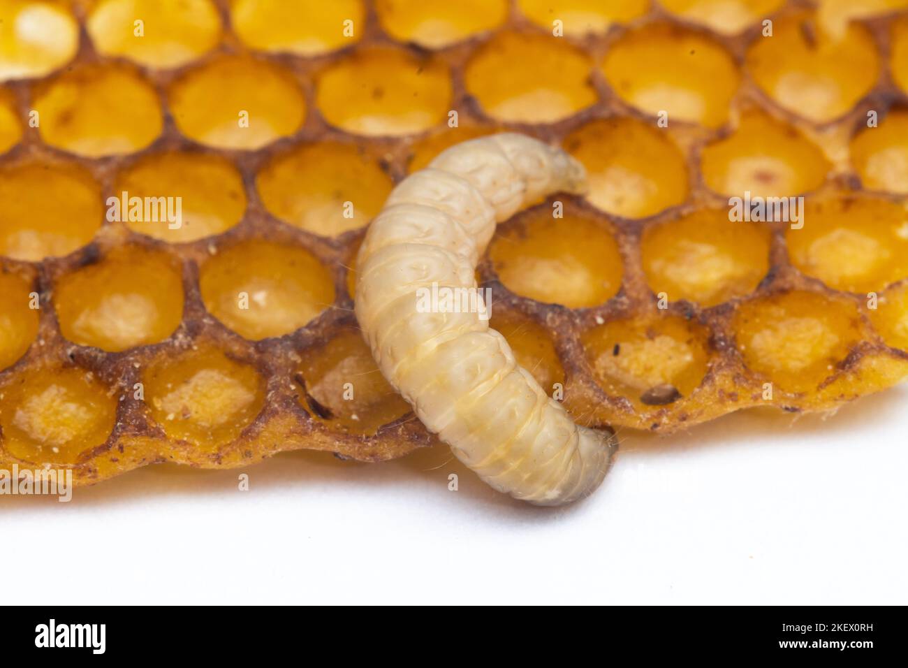 wax moth galleria mellonella caterpillar insect Stock Photo - Alamy