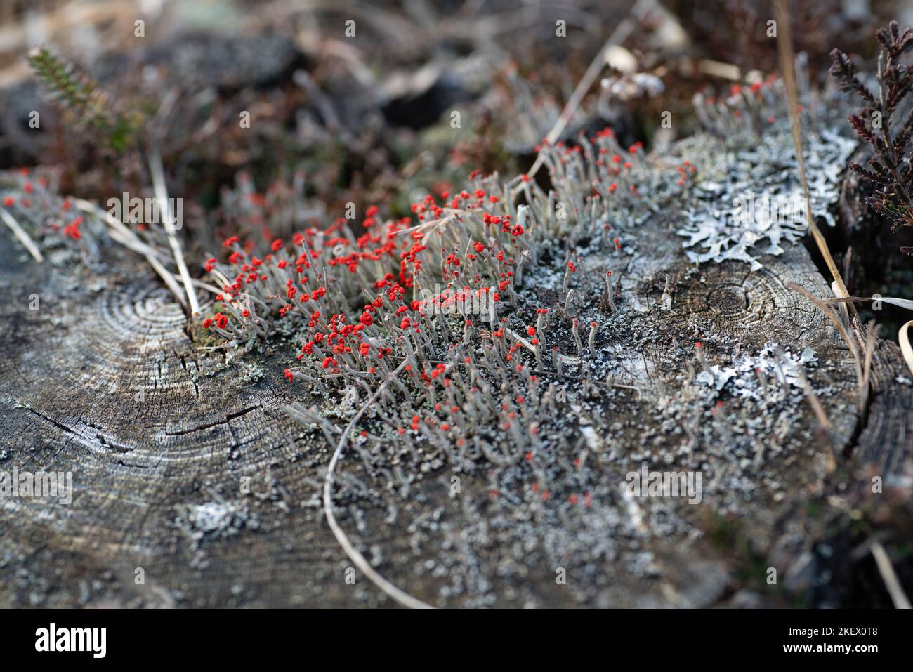 Lichens growing on a tree stump Stock Photo - Alamy