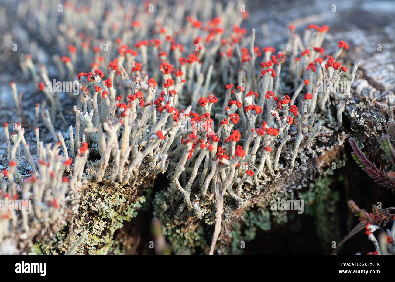 British soldier lichen Stock Photo - Alamy