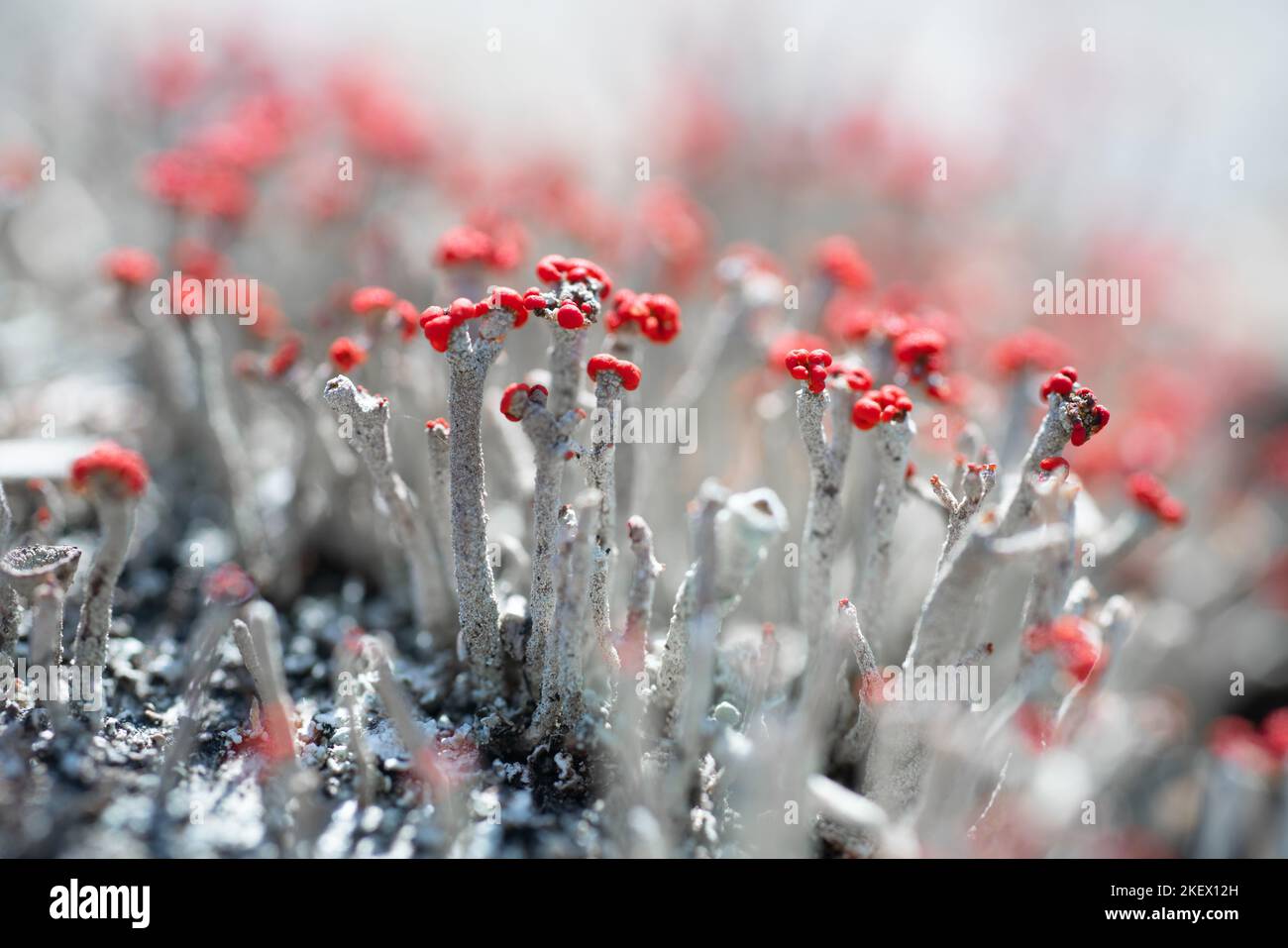 British soldier lichen Stock Photo - Alamy