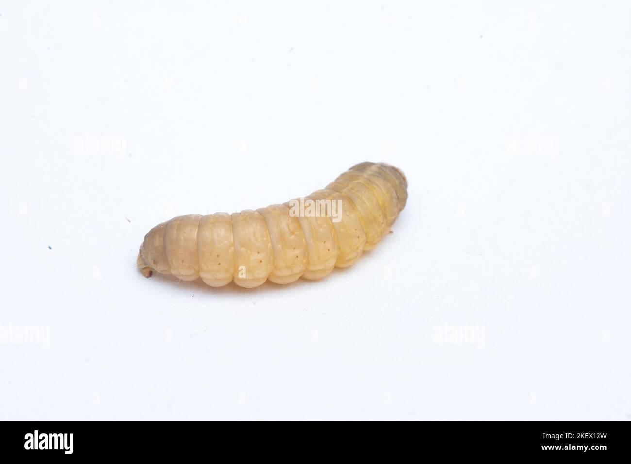 Greater wax moth larva hi-res stock photography and images - Alamy