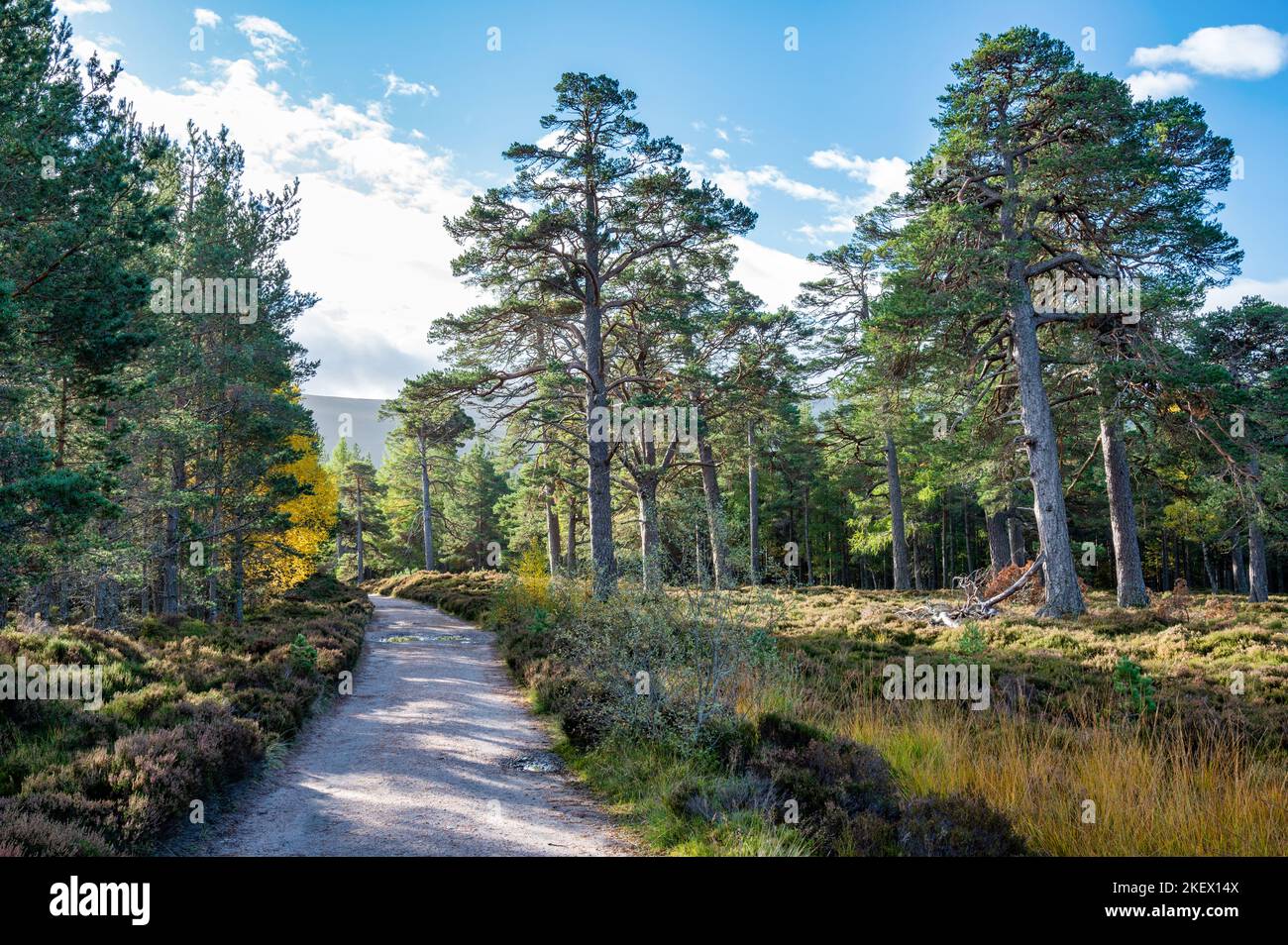 A hiking trail leading into the woods in the Cairngorms mountains in ...