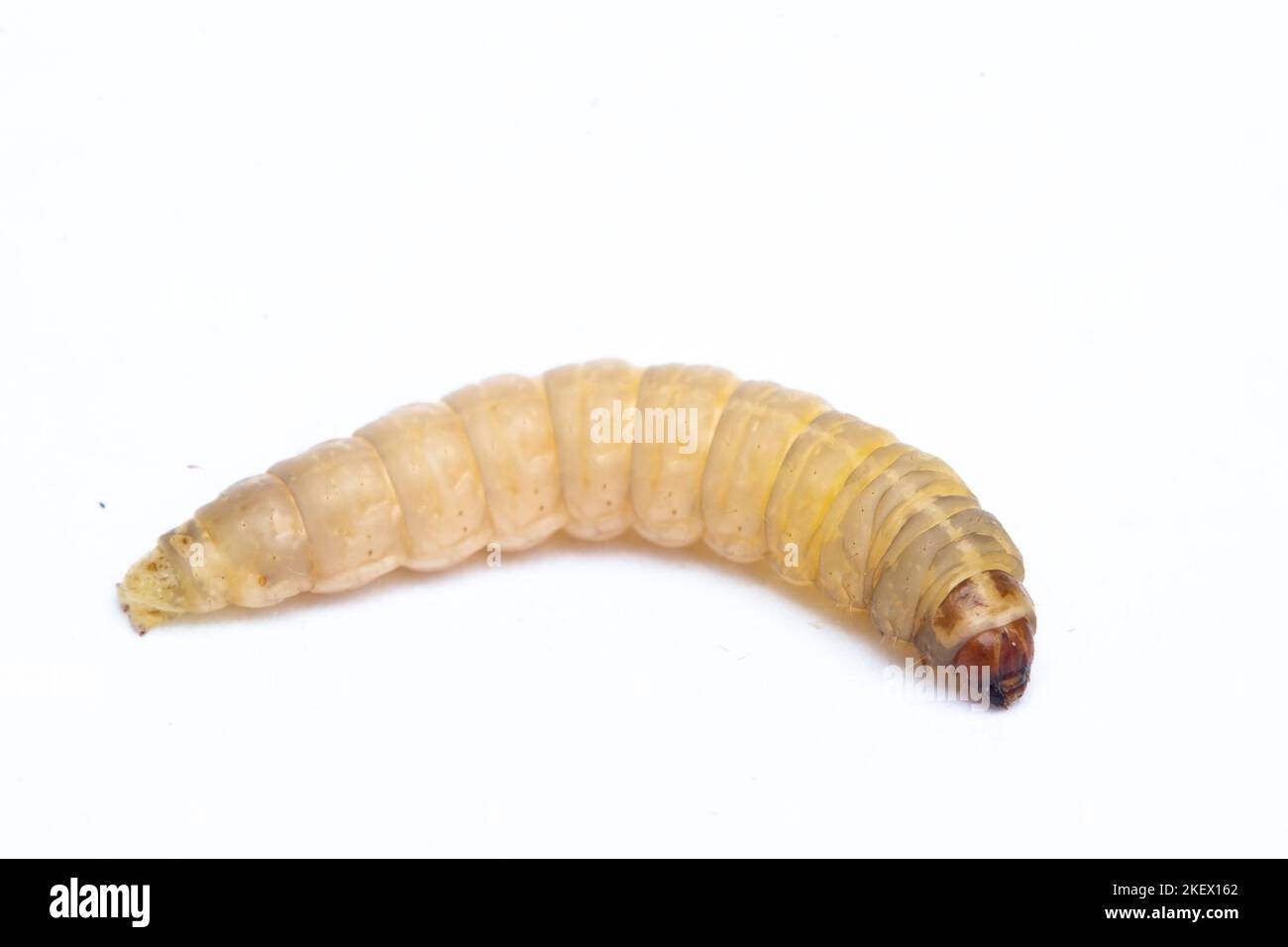 Moth eating Cut Out Stock Images & Pictures - Alamy