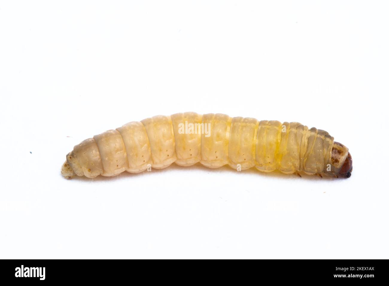 Moth eating Cut Out Stock Images & Pictures - Alamy