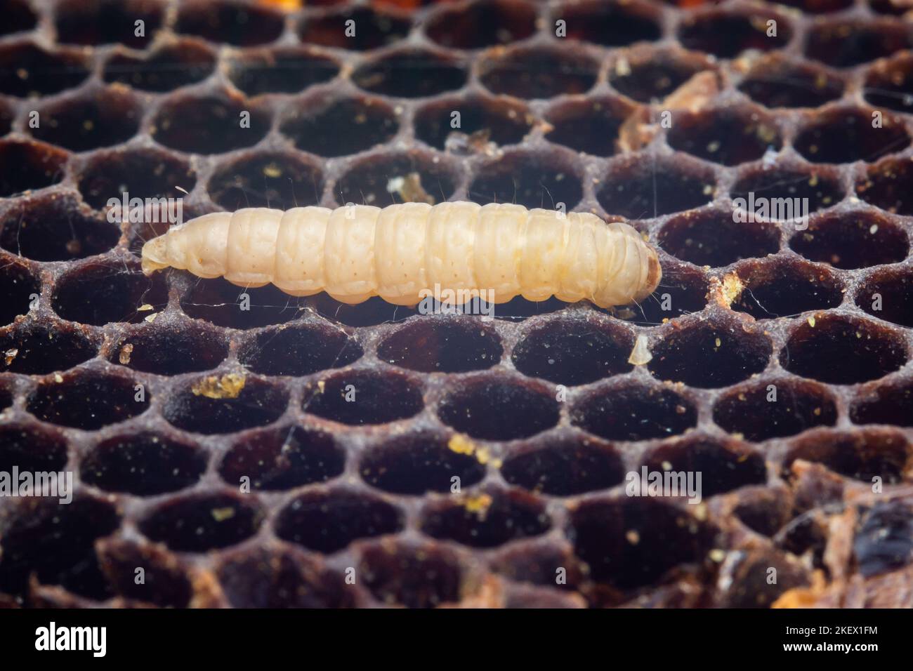 Greater wax moth larva hi-res stock photography and images - Alamy