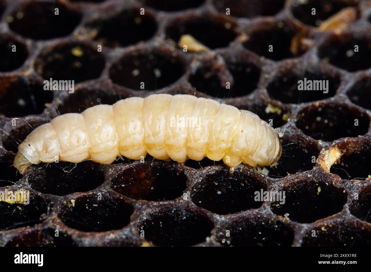 wax moth galleria mellonella caterpillar insect Stock Photo - Alamy