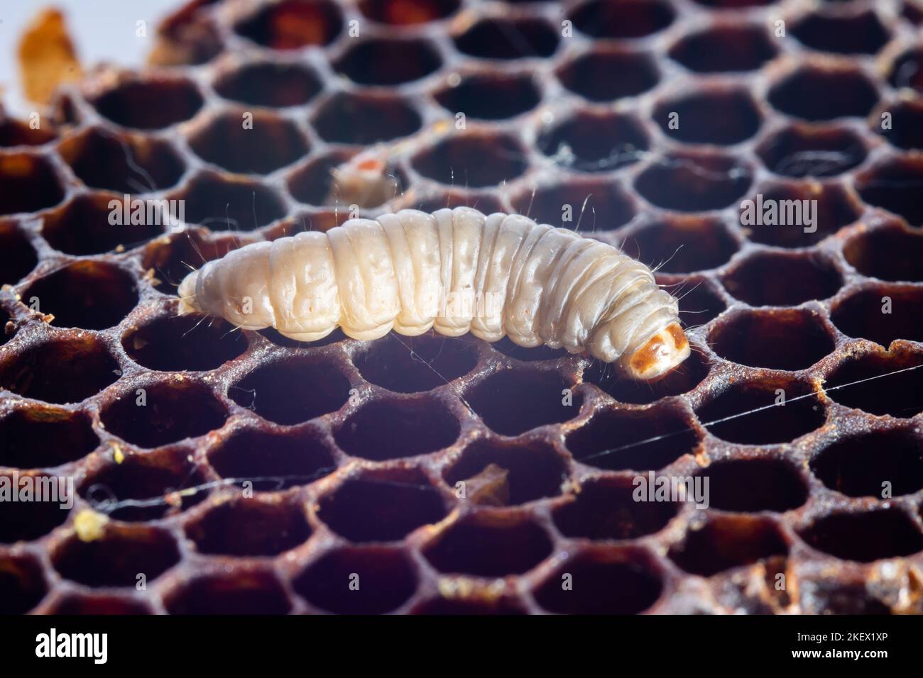 wax moth galleria mellonella caterpillar insect Stock Photo - Alamy