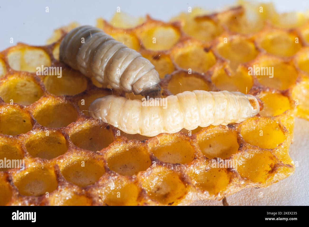 wax moth galleria mellonella caterpillar insect Stock Photo - Alamy