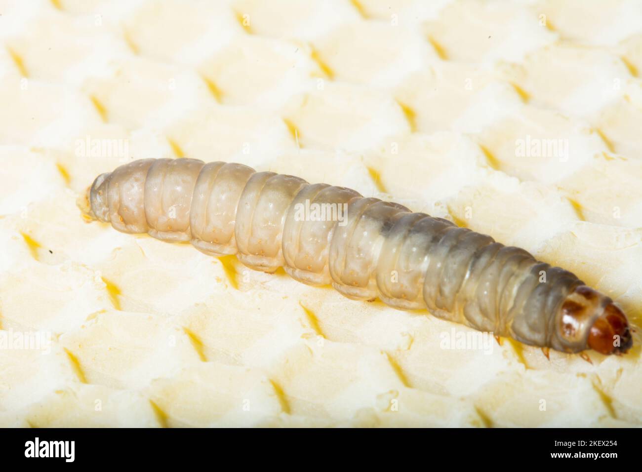 wax moth galleria mellonella caterpillar insect Stock Photo - Alamy