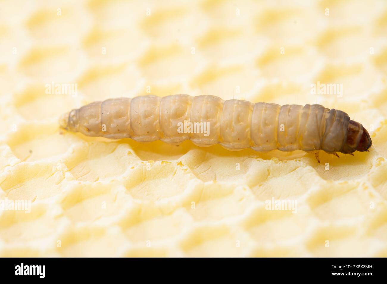 wax moth galleria mellonella caterpillar insect Stock Photo - Alamy
