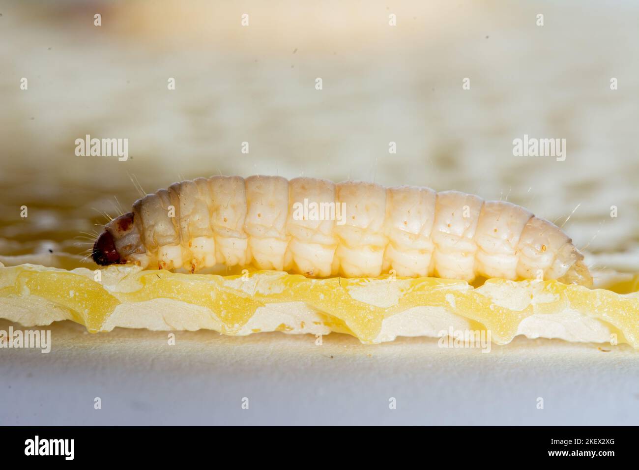 Caterpillar hive hi-res stock photography and images - Alamy