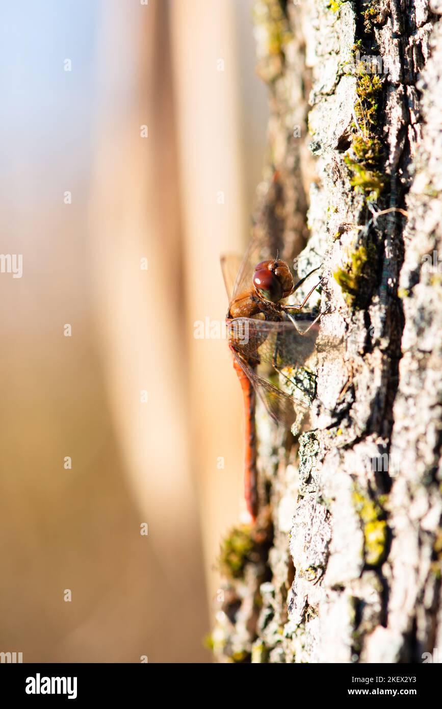 Red dragonfly, Neurothemis fluctuans is sitting on a wood, Haff Reimich ...