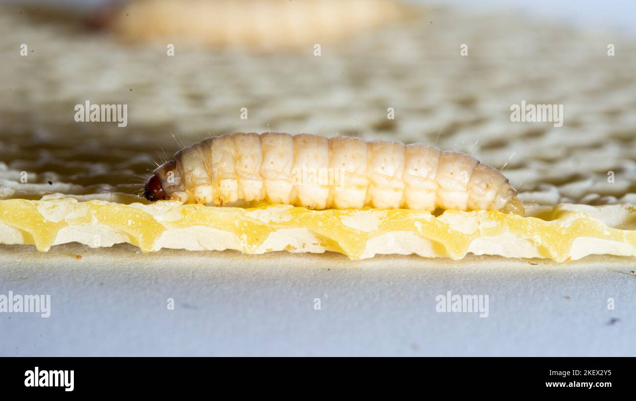 wax moth galleria mellonella caterpillar insect Stock Photo - Alamy