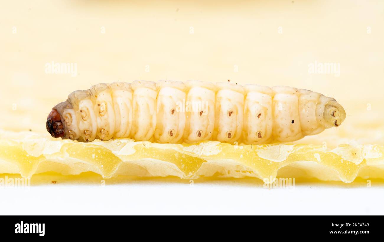 wax moth galleria mellonella caterpillar insect Stock Photo - Alamy
