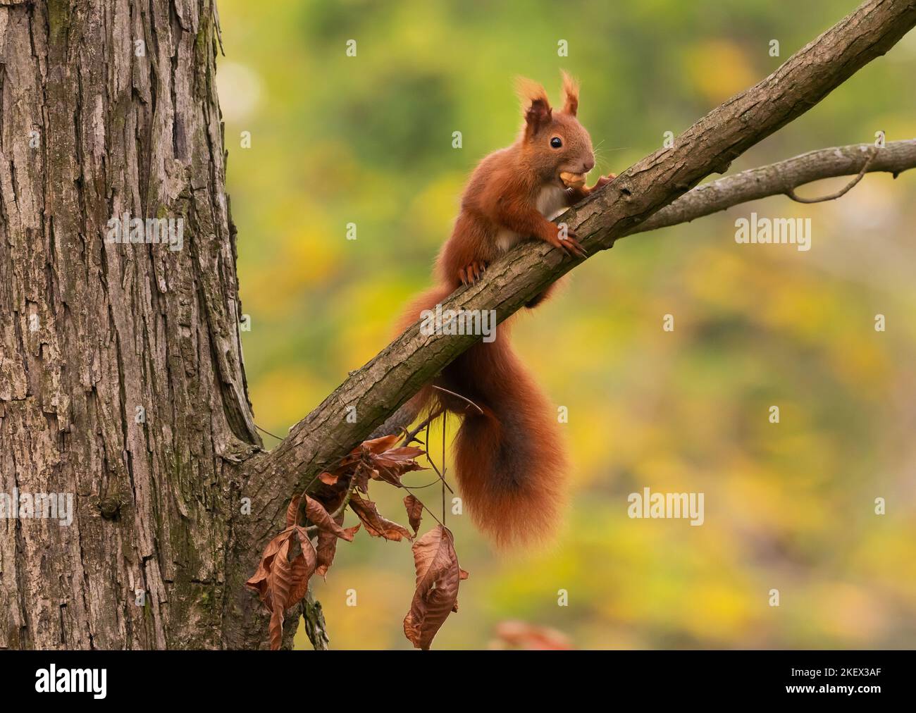 Several large teeth hi-res stock photography and images - Alamy