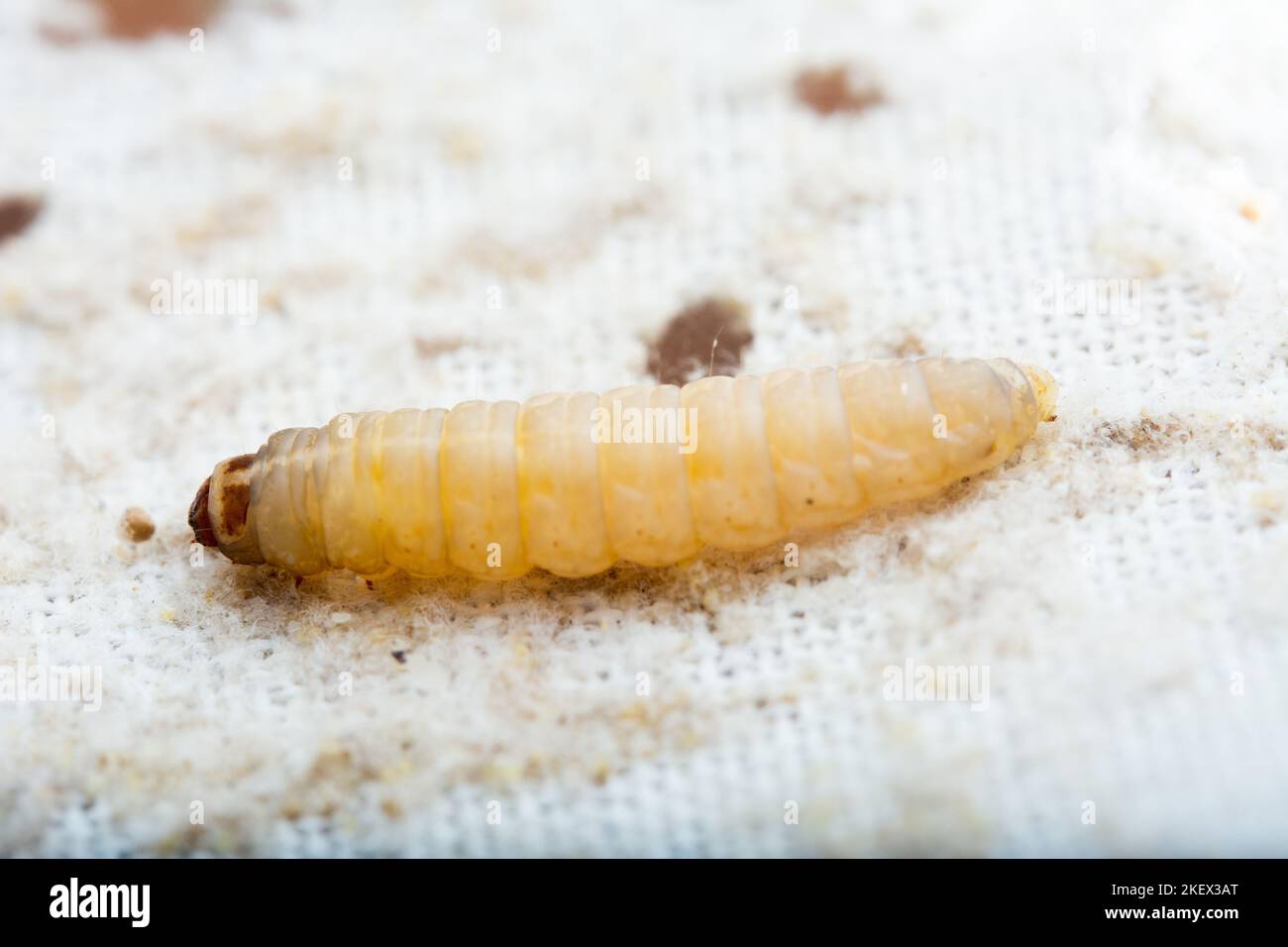 Greater wax moth larva hi-res stock photography and images - Alamy