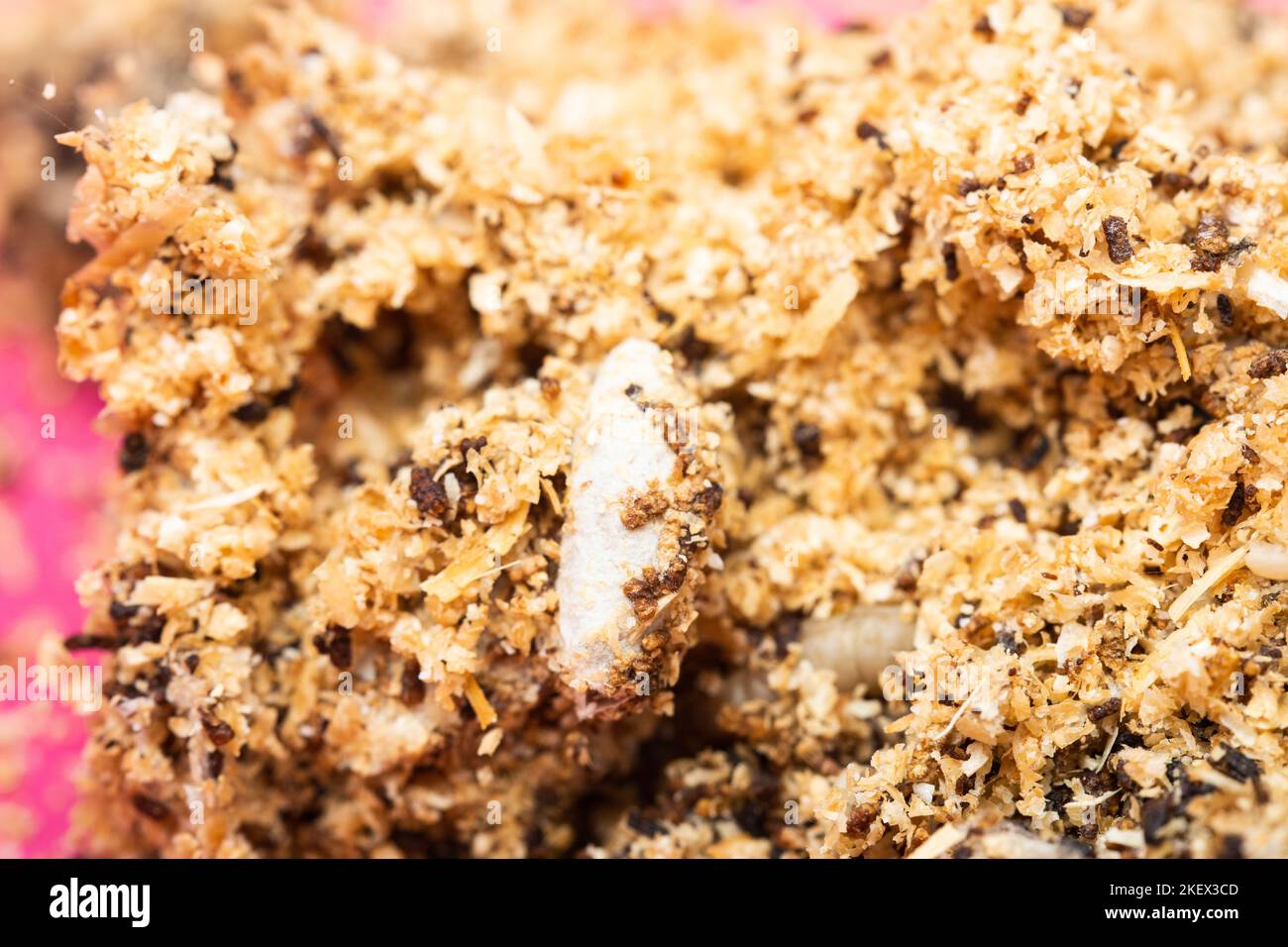 Greater wax moth caterpillar larva hi-res stock photography and images ...