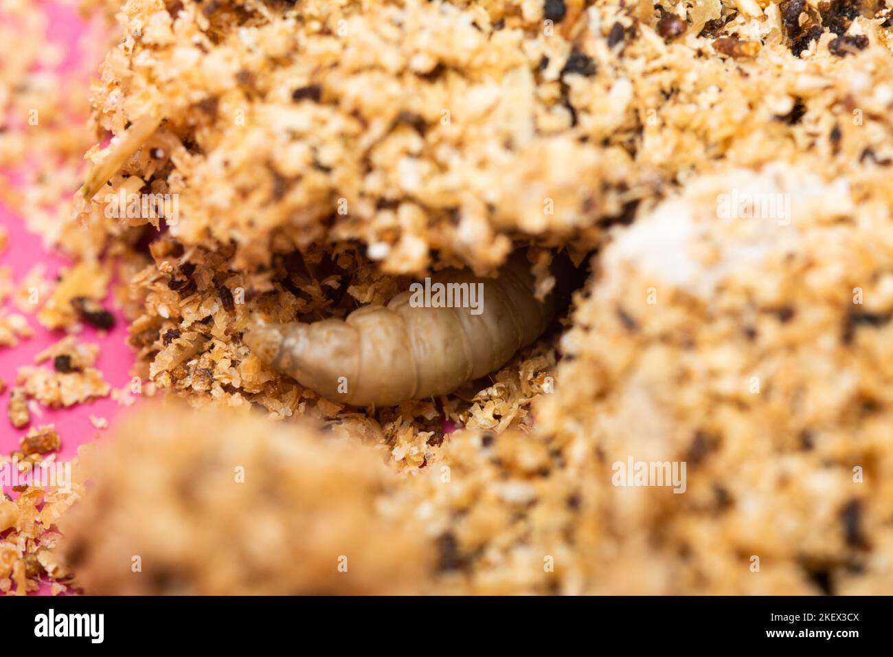 wax moth galleria mellonella caterpillar insect Stock Photo - Alamy