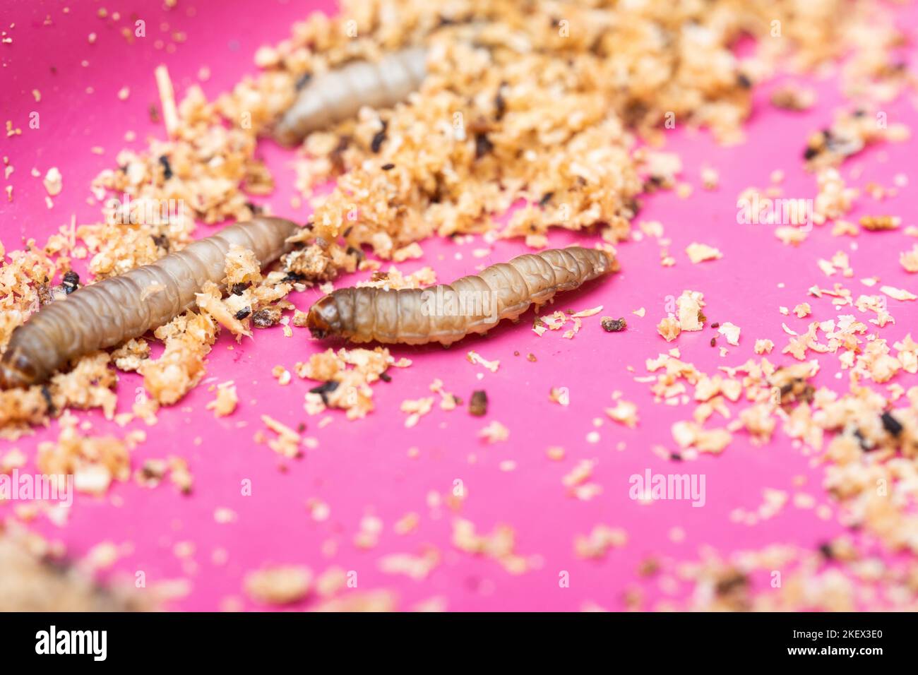 wax moth galleria mellonella caterpillar insect Stock Photo - Alamy