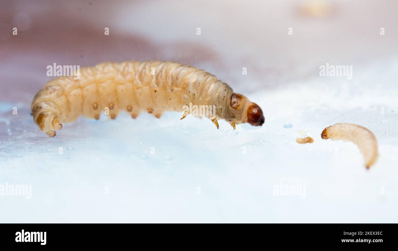 wax moth galleria mellonella caterpillar insect Stock Photo - Alamy