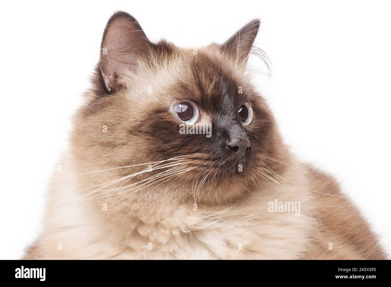 A cat of the Neva masquerade color point breed is young on a white ...