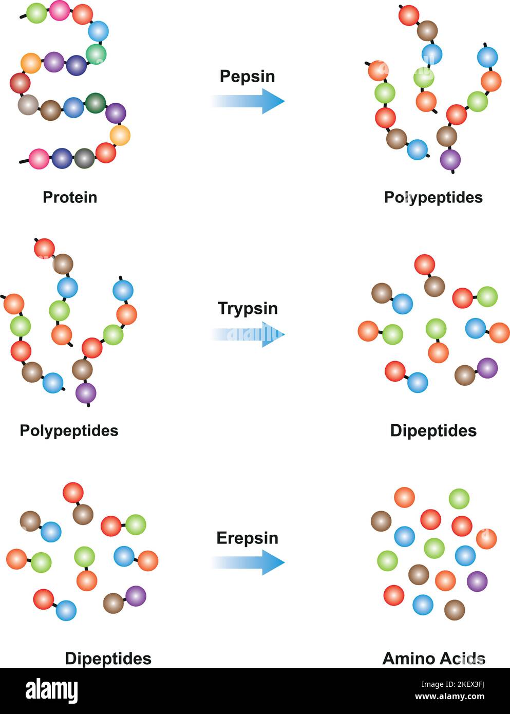 Scientific Designing Of Protein Digestion Pepsin Trypsin And Erepsin Enzymes Effect On Protein