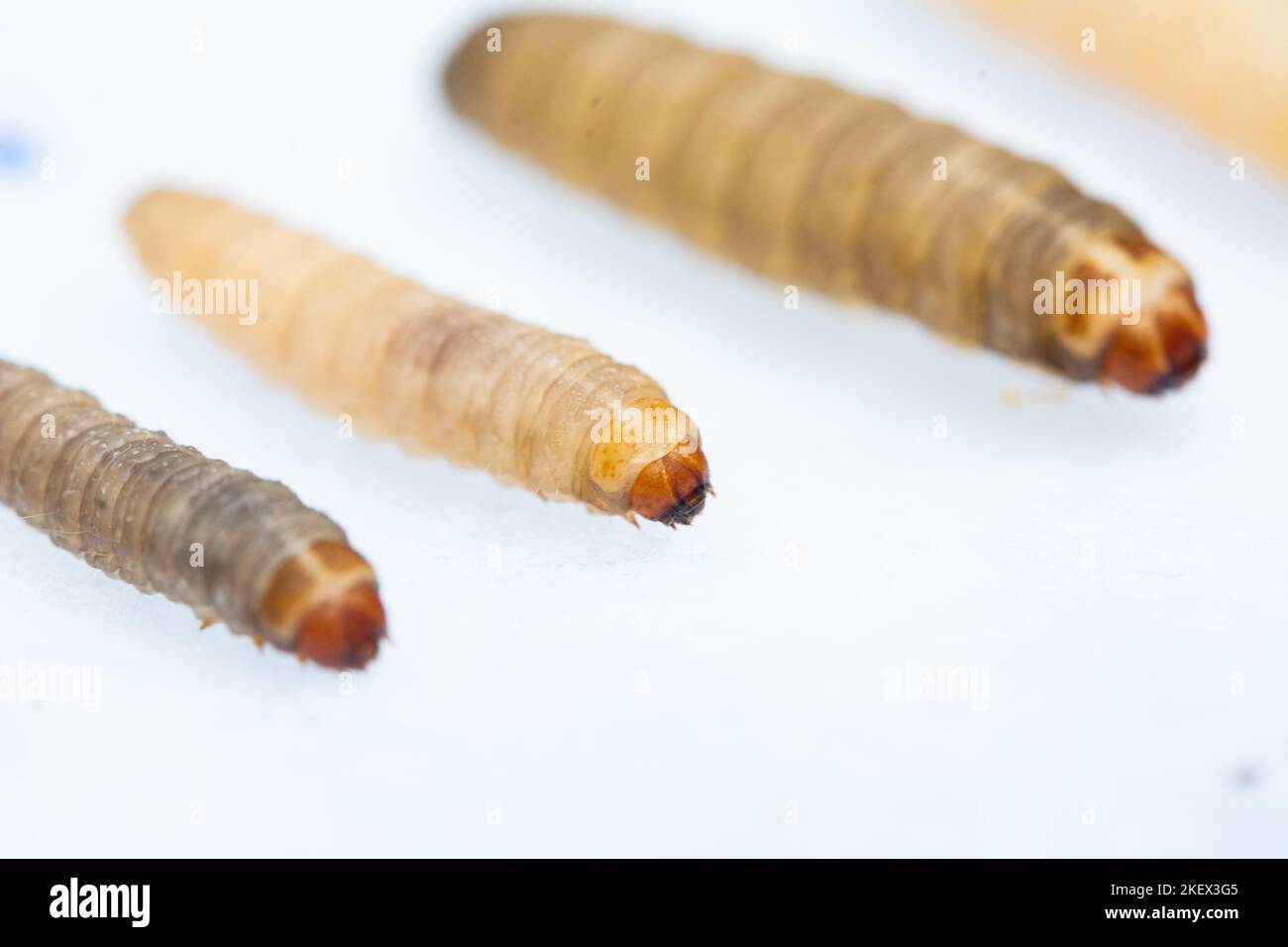 wax moth galleria mellonella caterpillar insect Stock Photo - Alamy