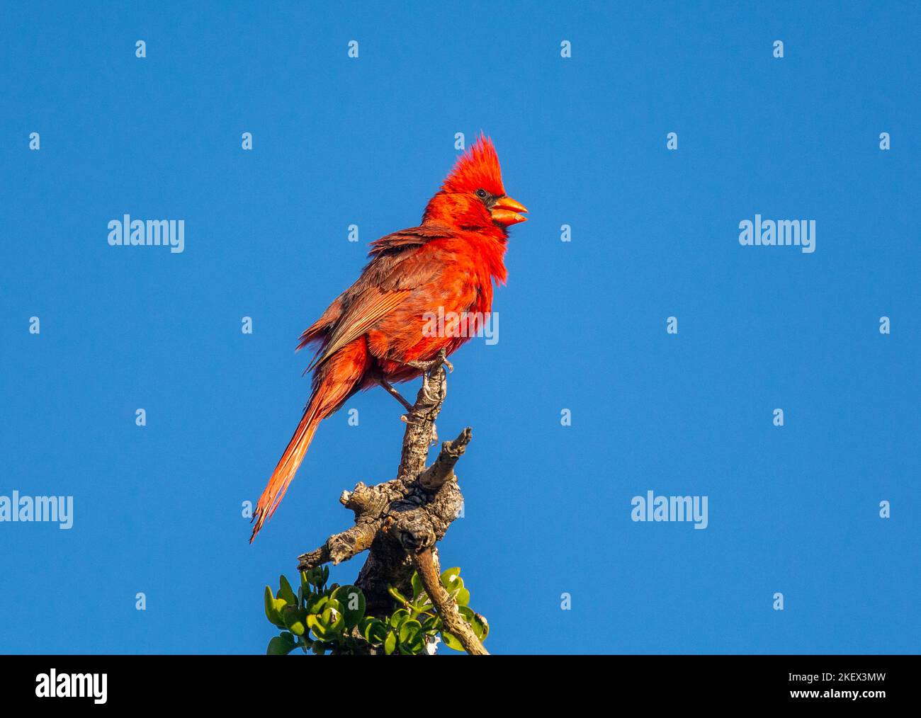 Male Northern Cardinal in Arizona Stock Photo - Alamy