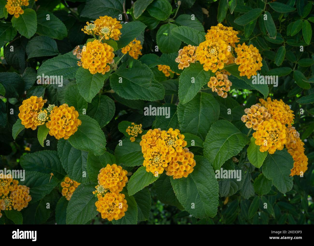 Closeup view of colorful orange yellow clusters of flowers of lantana ...