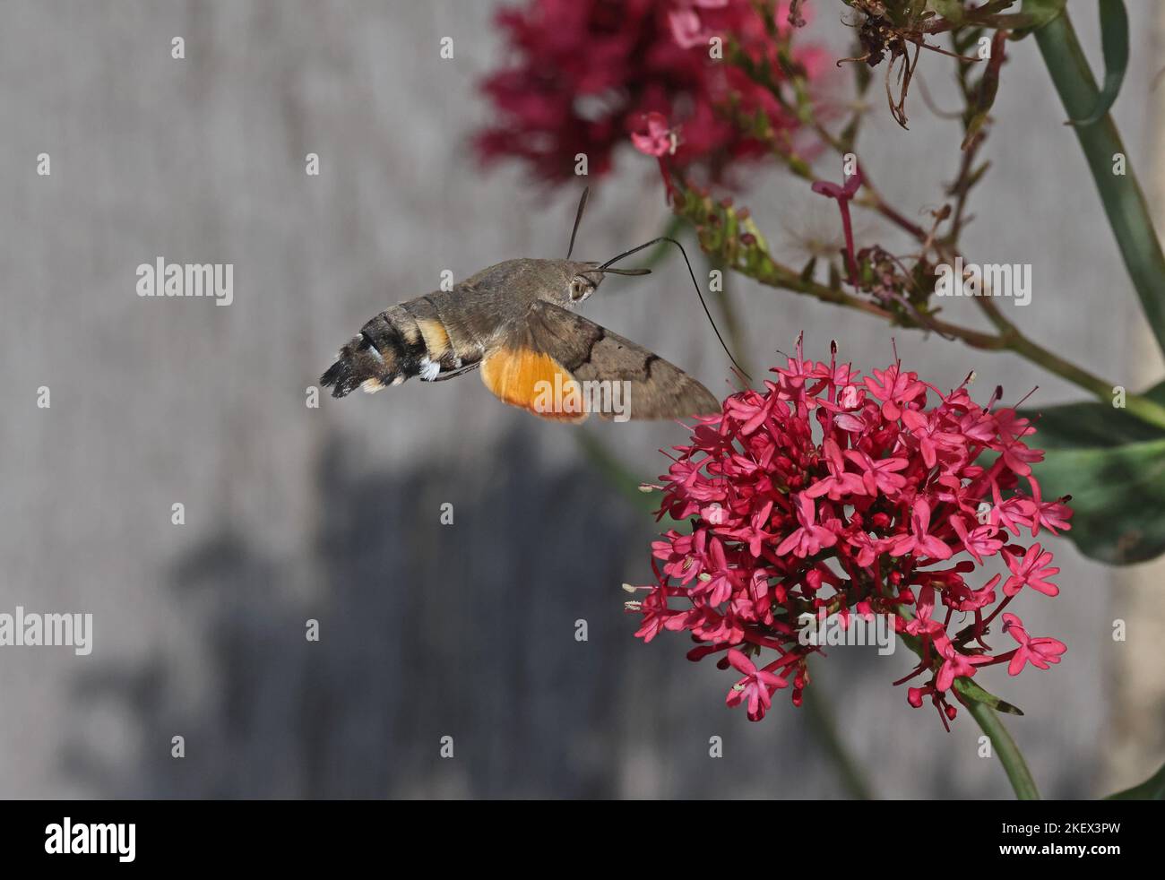 Hummingbird Hawk-moth (Macroglossum stellatarum) adult hovering feeding at Valerian flower ...