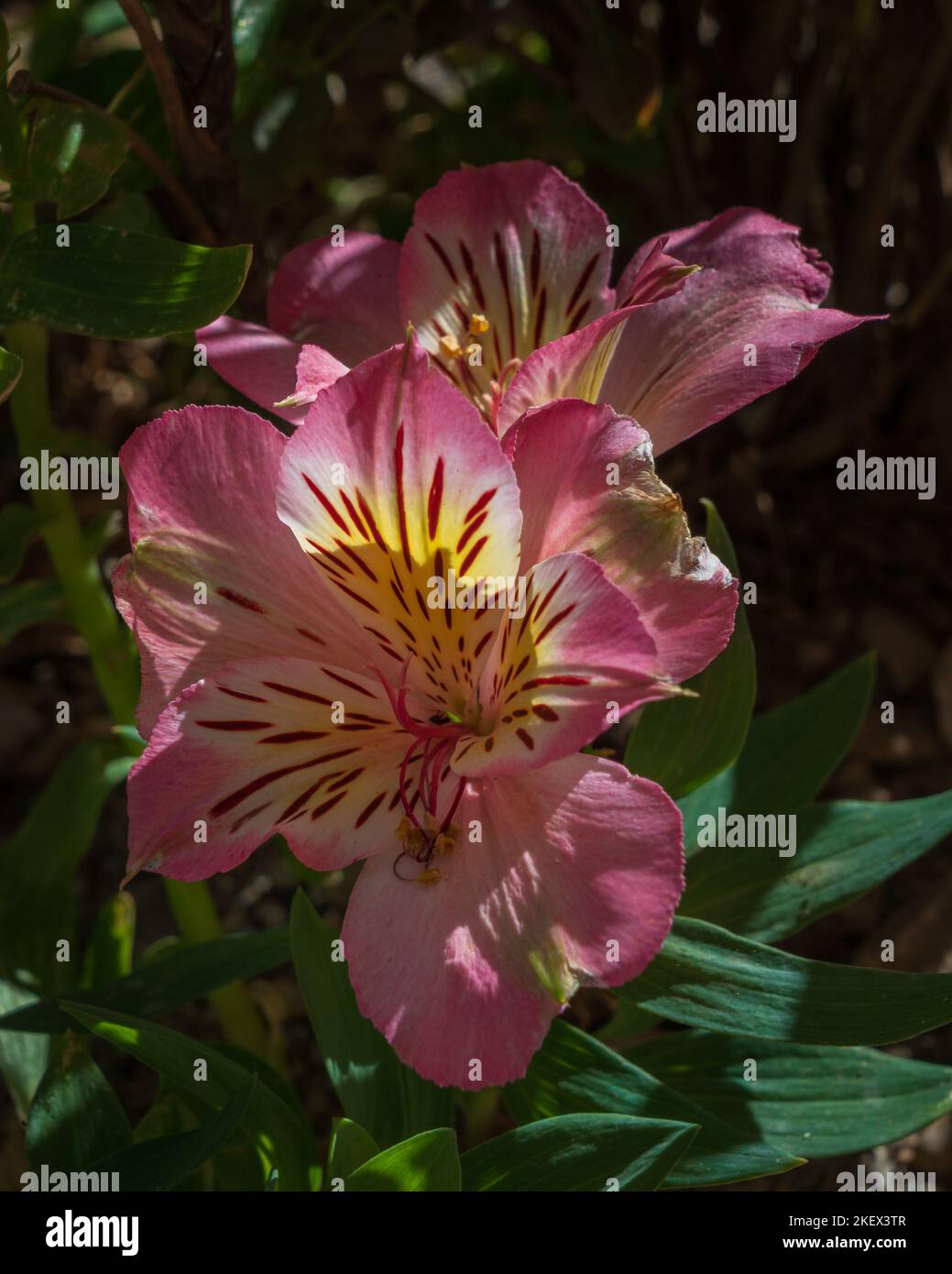 Closeup view of bright and colorful pink yellow and white flowers of ...