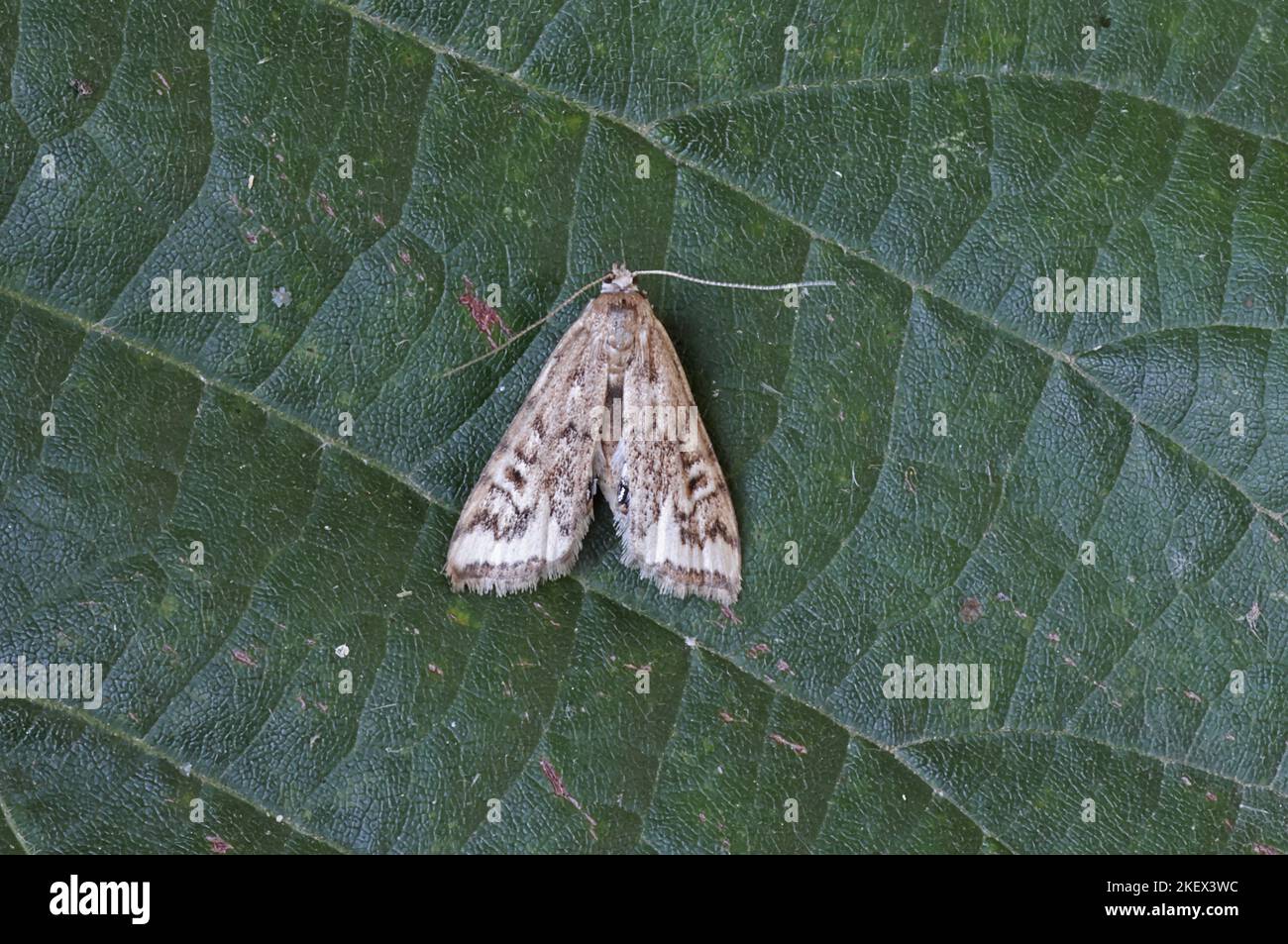 Small China-mark (Cataclysta lemnata) aberant adult female at rest on ...