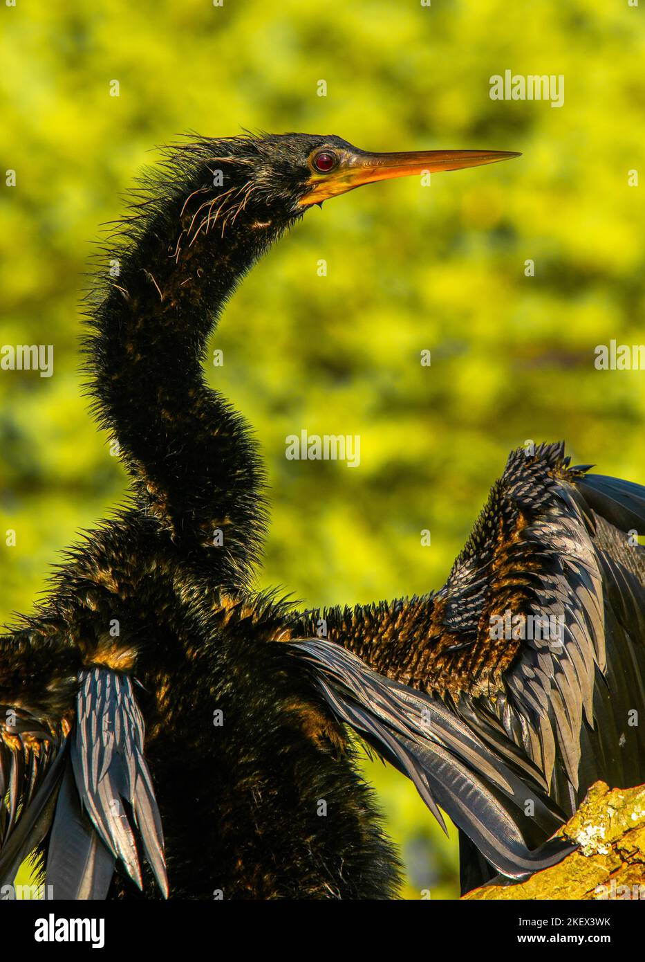 Beautiful Anhinga Drying its Wings Stock Photo - Alamy