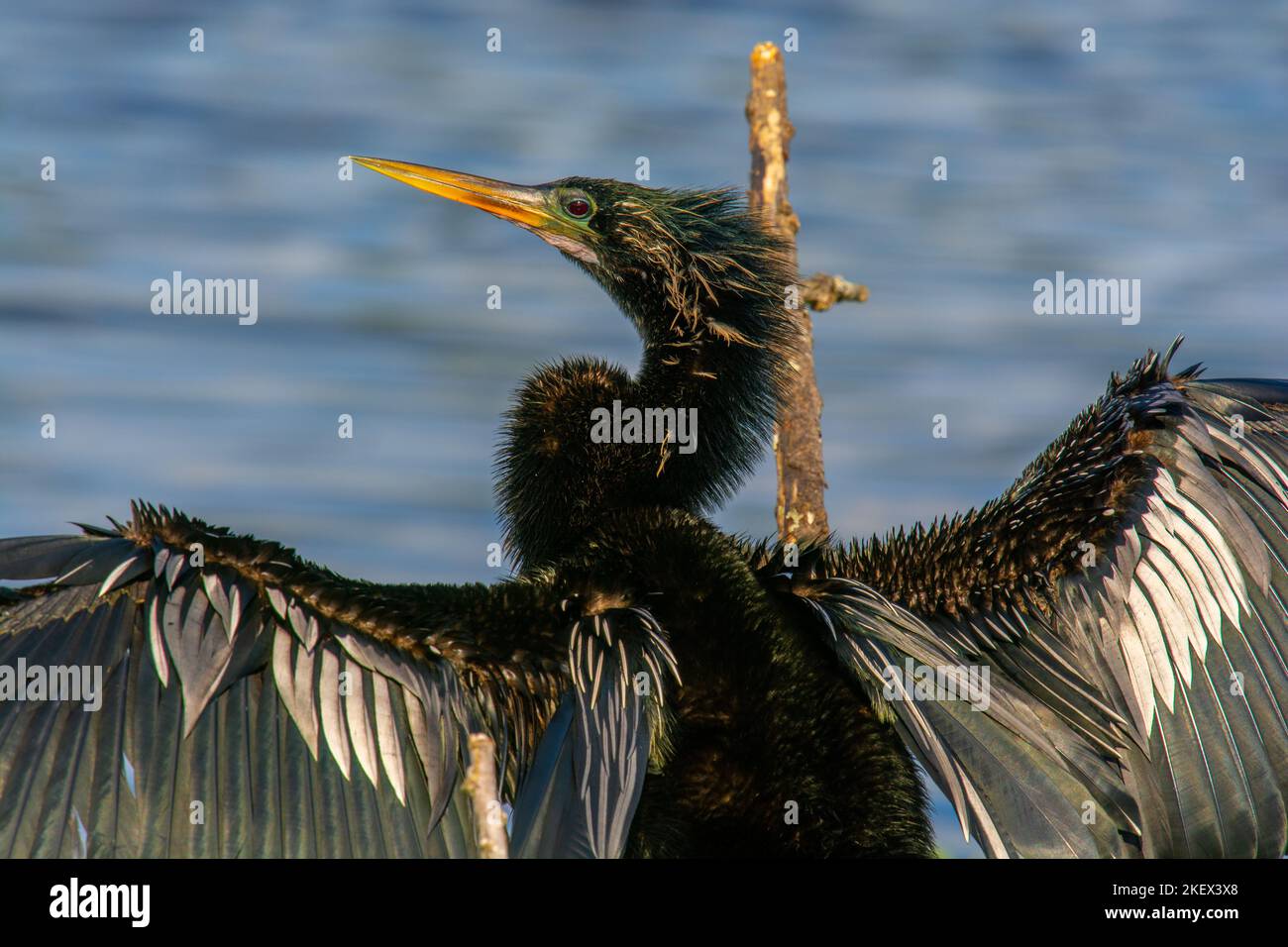 Anhinga Drying Out Its Wings Stock Photo - Alamy