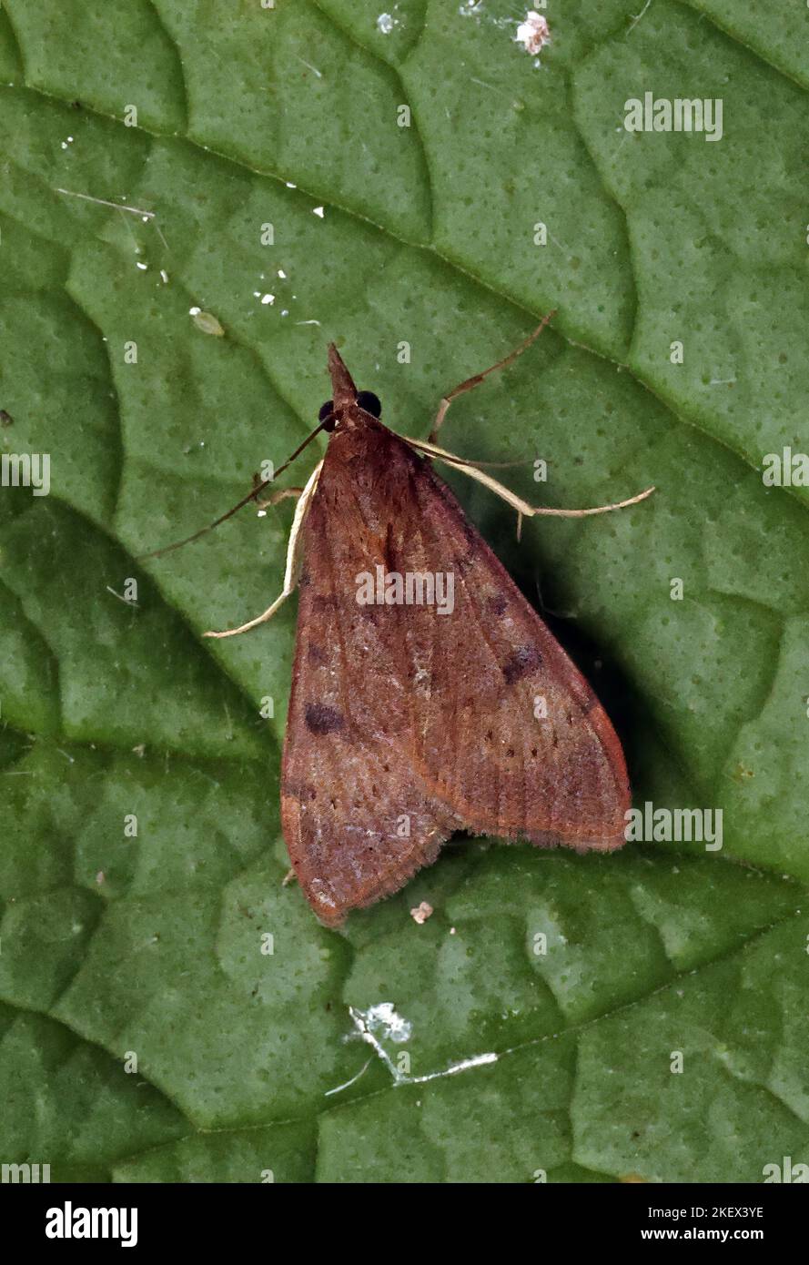 Pearl moth hi-res stock photography and images - Alamy