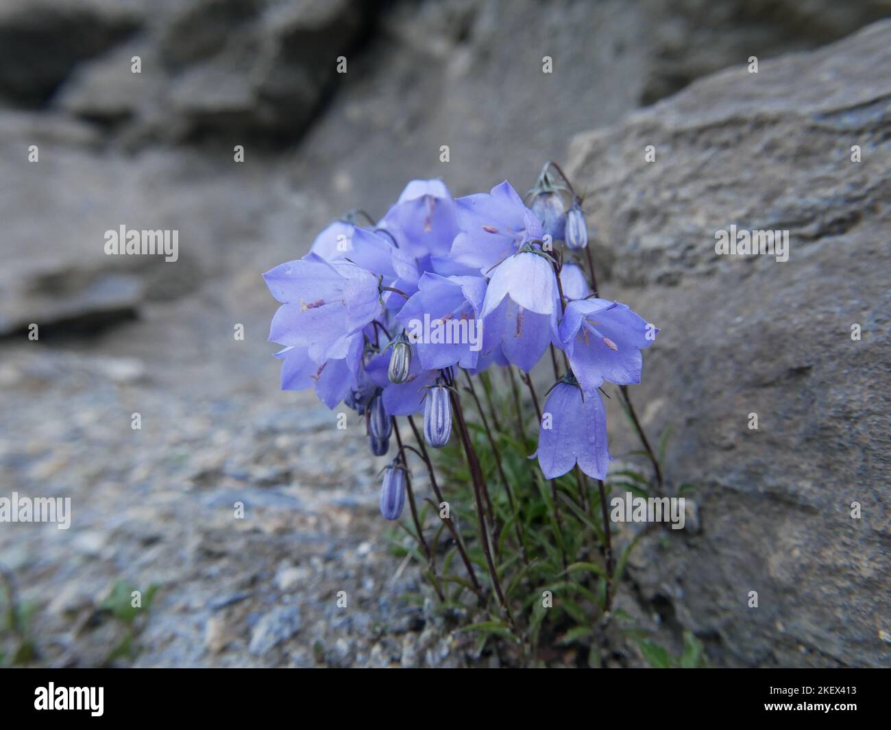 Photos of alpine flowers taken whilst walking in the Swiss Alps Stock ...