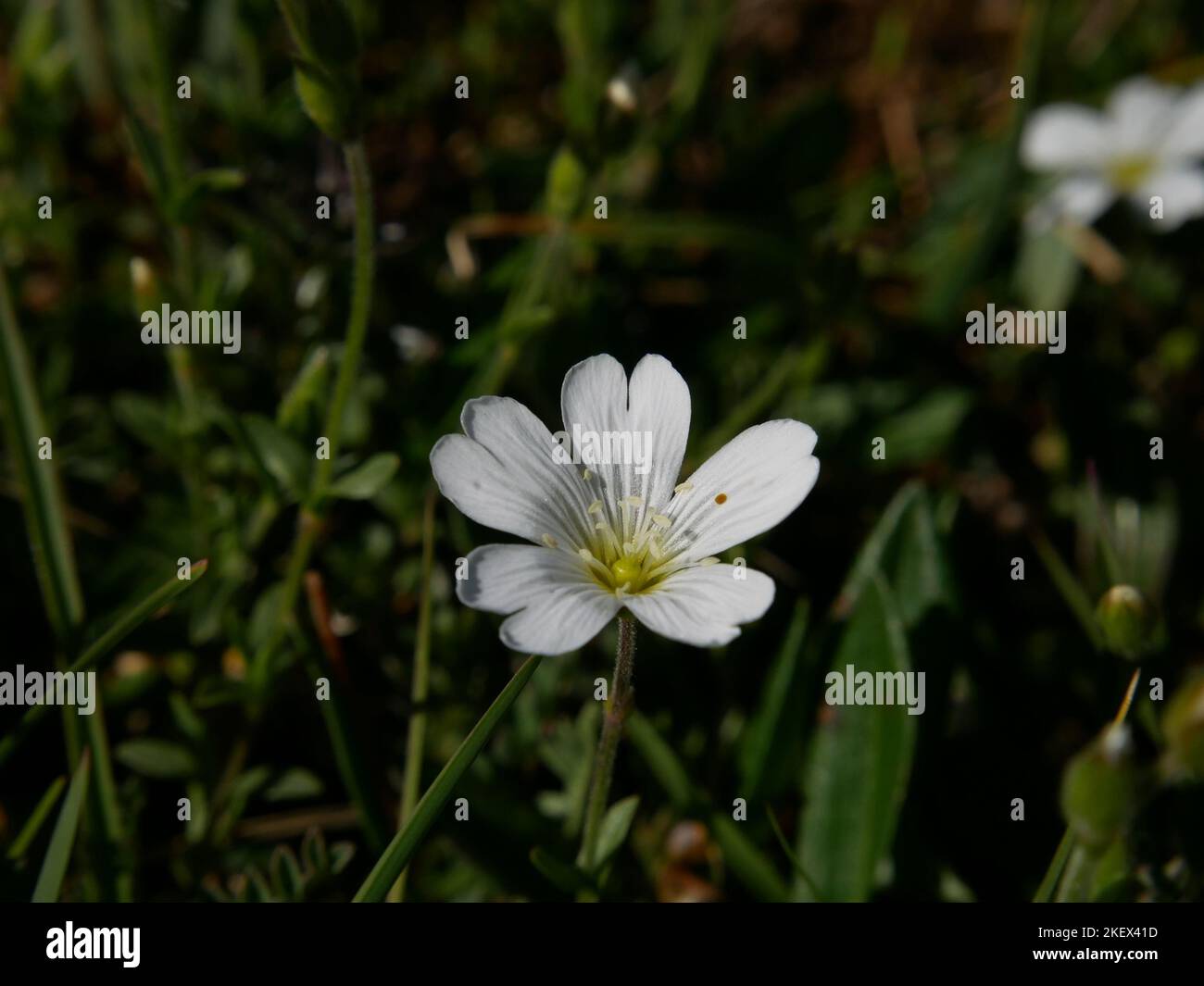 Photos of alpine flowers taken whilst walking in the Swiss Alps Stock ...