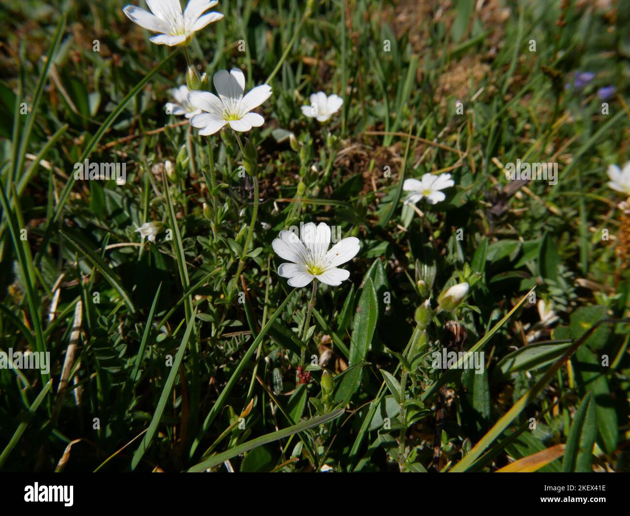 Photos of alpine flowers taken whilst walking in the Swiss Alps Stock ...