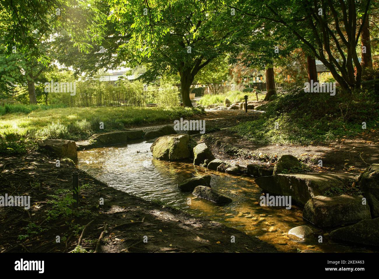 Artificial stream in the shade of trees in the Japanese garden in ...
