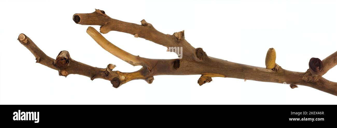 branch, twig isolated on white background Stock Photo - Alamy