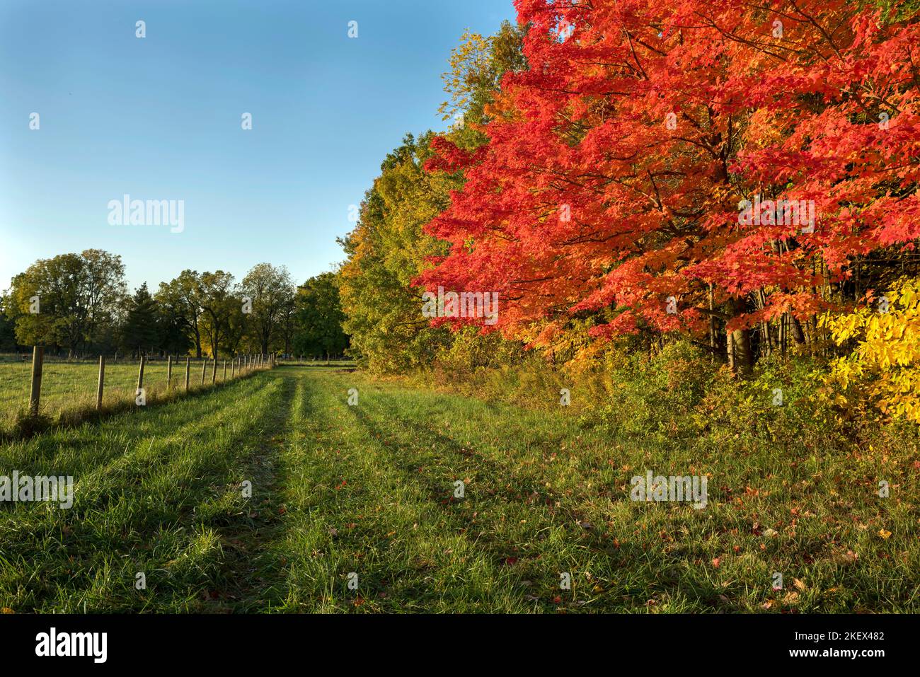 Early morning sunrise lights up a grassy lane and a grove of colorful maple trees in autumn ...