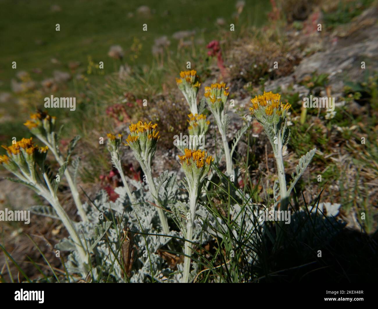 Photos of alpine flowers taken whilst walking in the Swiss Alps Stock ...
