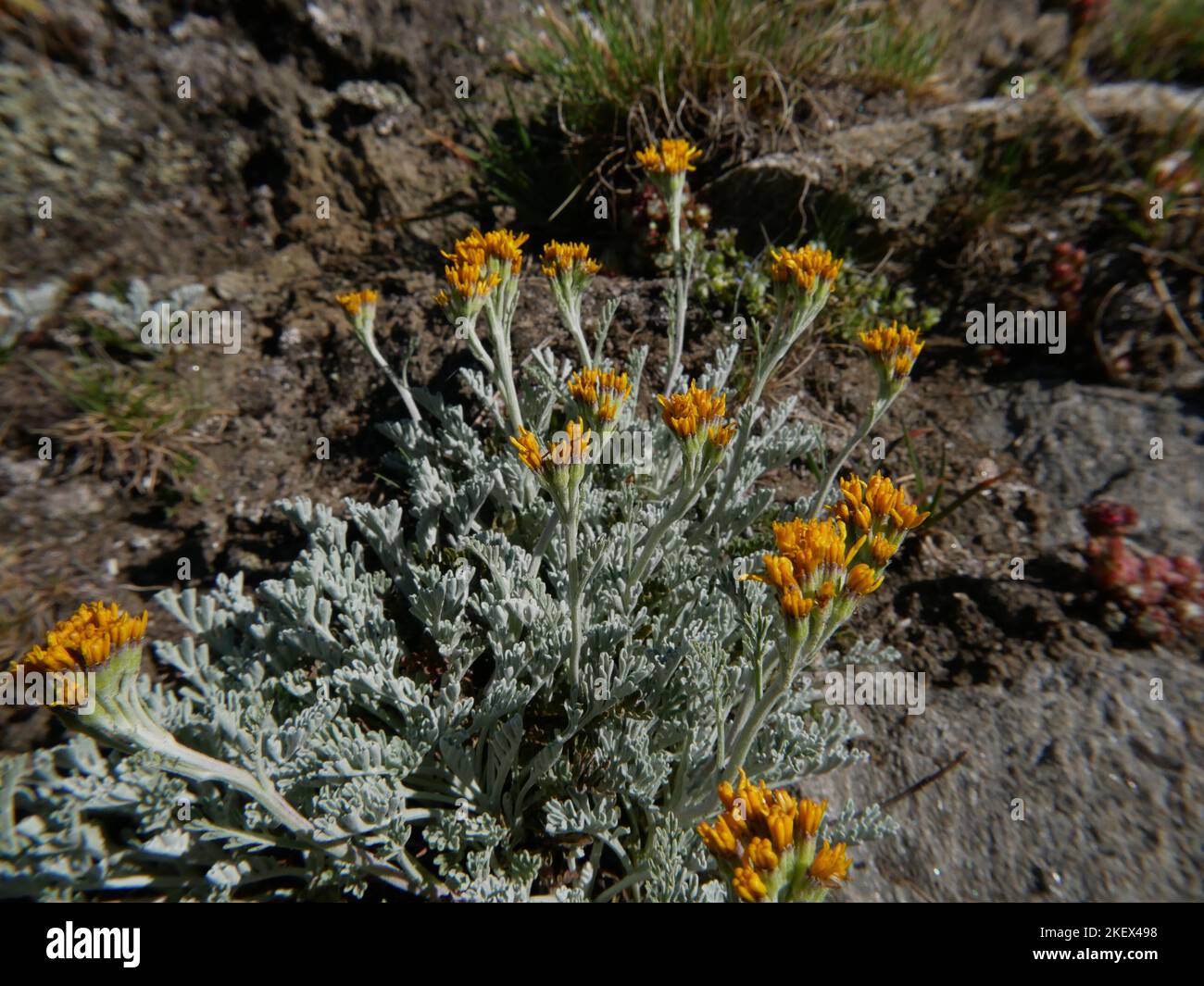 Photos of alpine flowers taken whilst walking in the Swiss Alps Stock ...