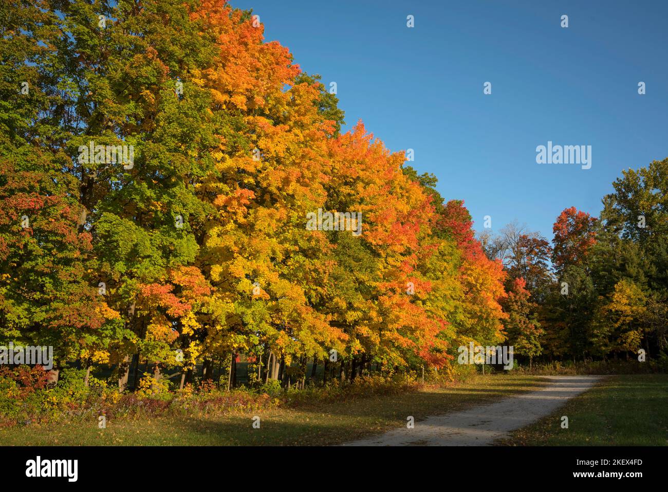 Lane of colorful maple trees in autumn foliage Stock Photo - Alamy