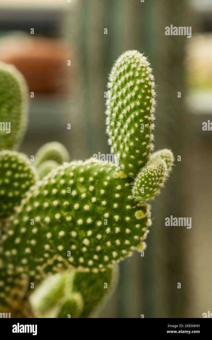 An opuntia microdasys plant in the summer sunlight Stock Photo - Alamy