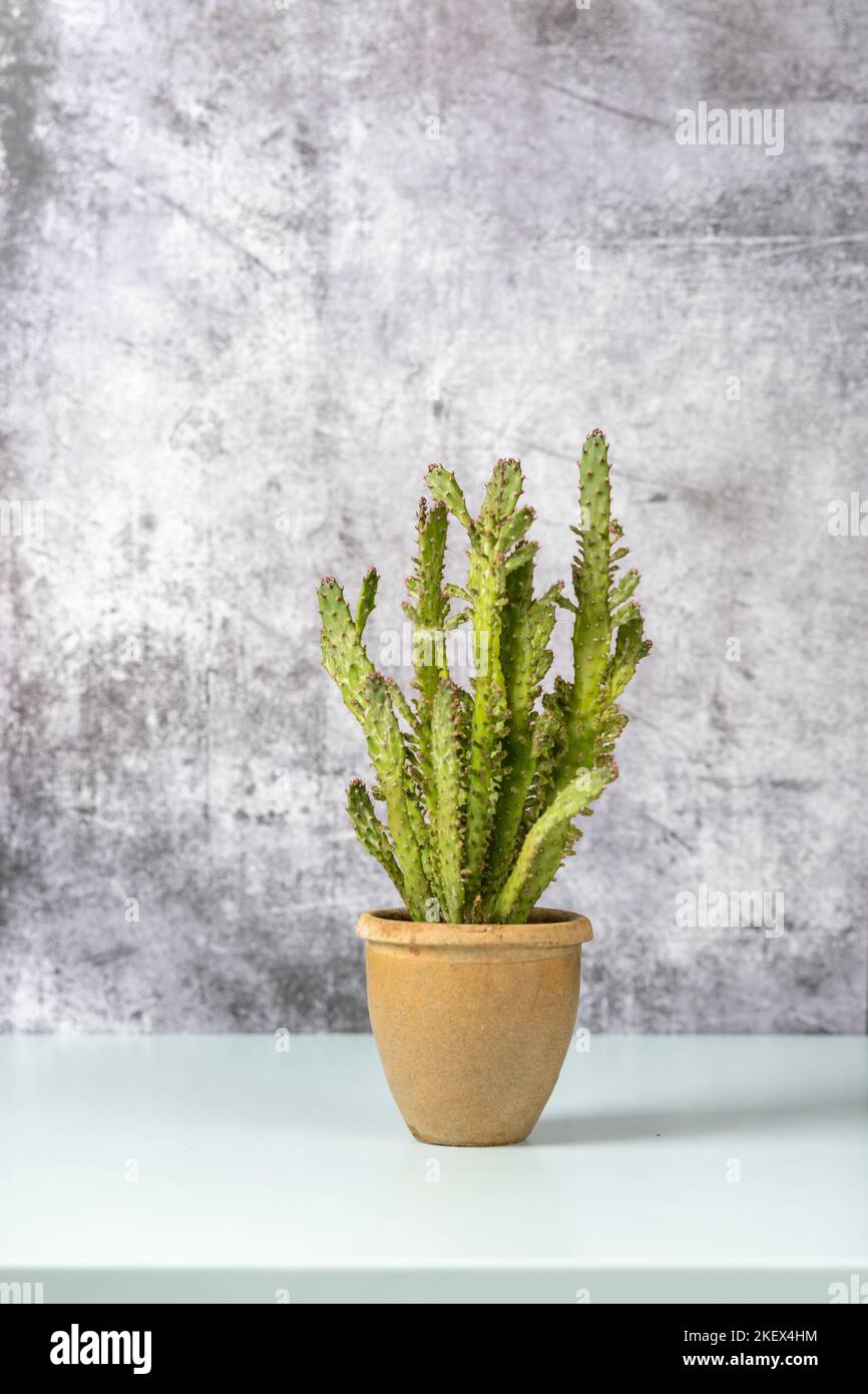An opuntia microdasys plant in a terracotta pot and black background ...