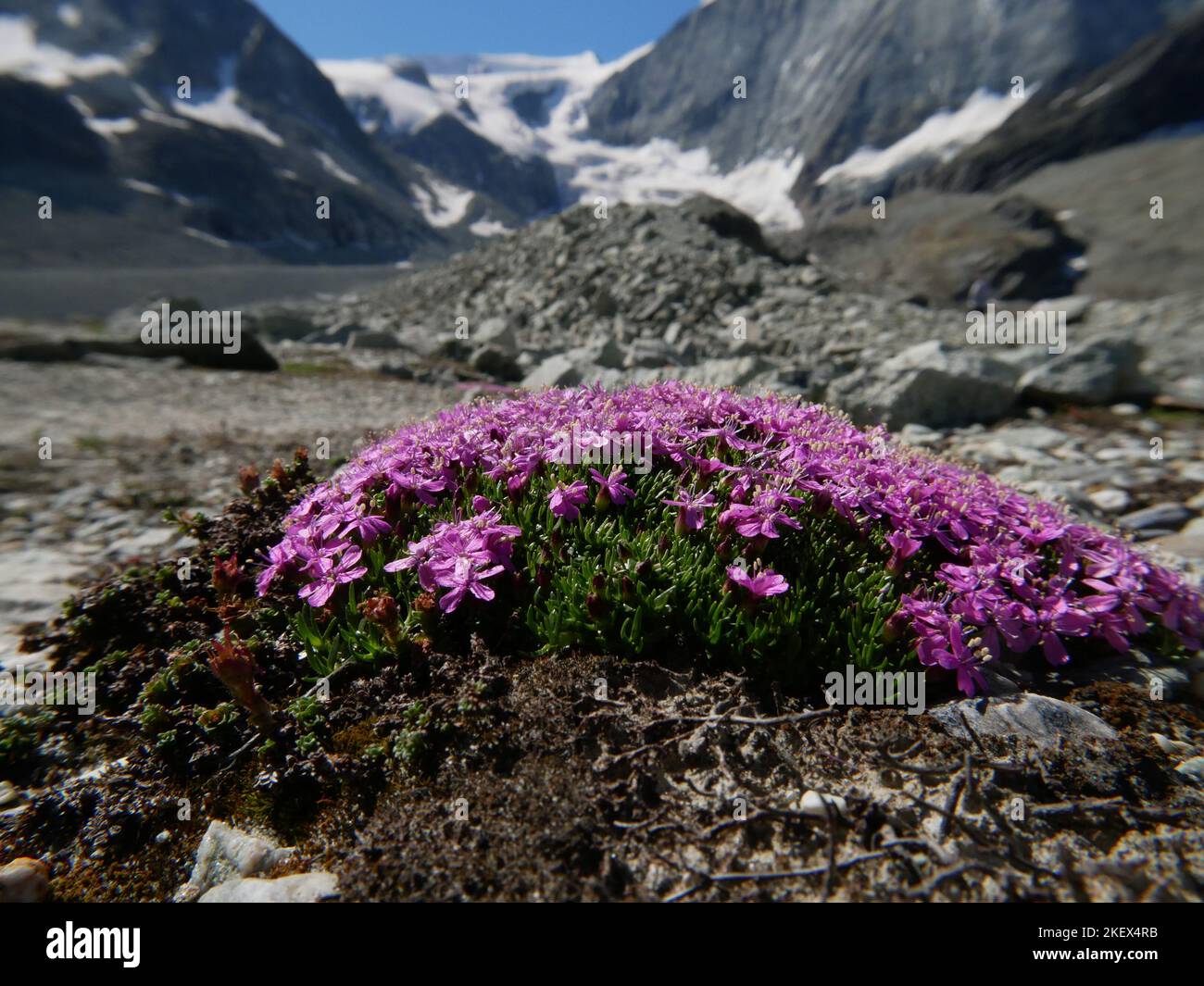 Photos of alpine flowers taken whilst walking in the Swiss Alps Stock ...