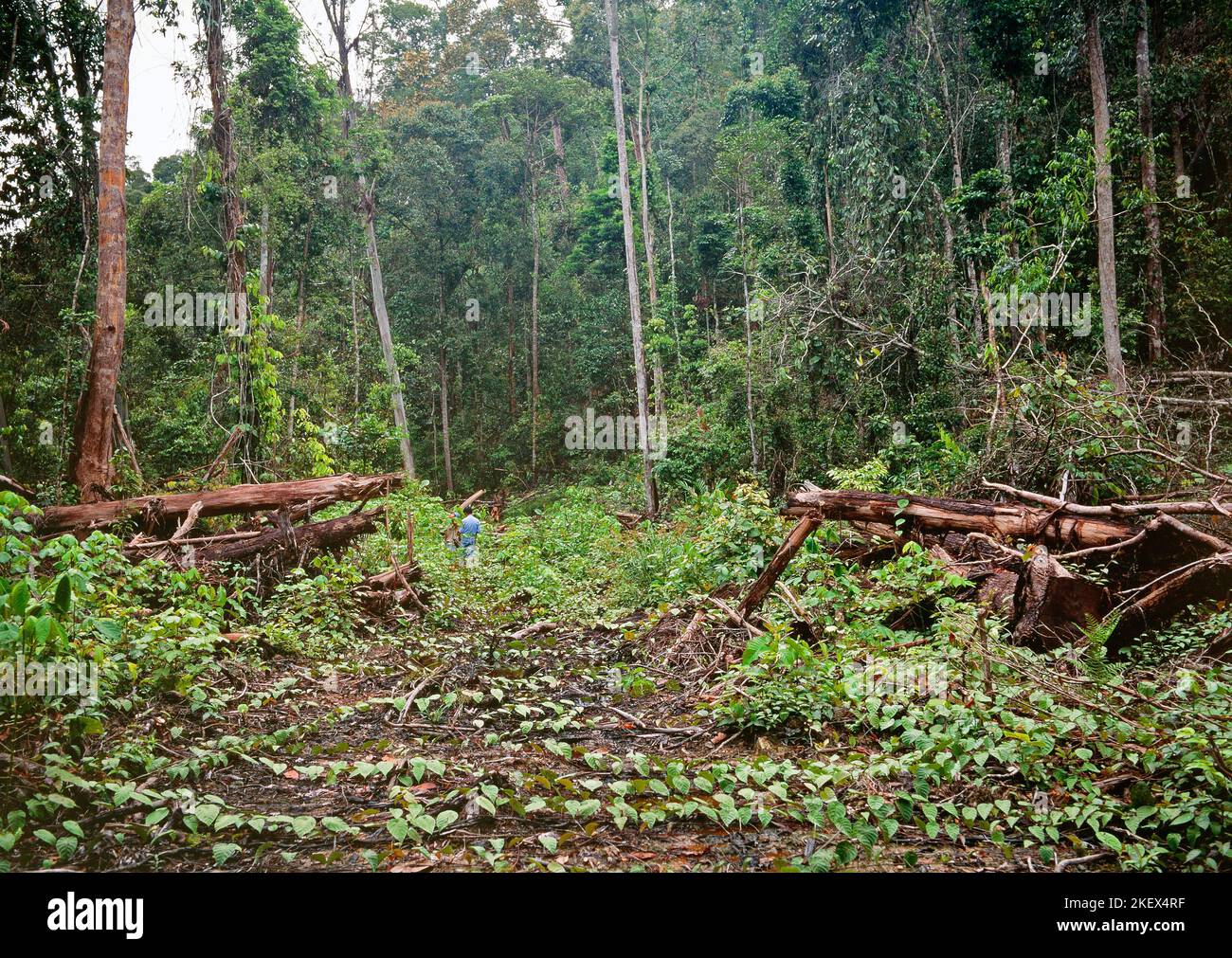 Deforestation sarawak hi-res stock photography and images - Alamy
